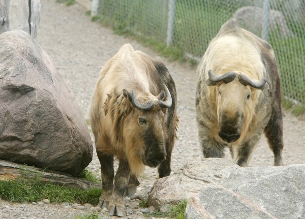 Profile: Red River Zoo