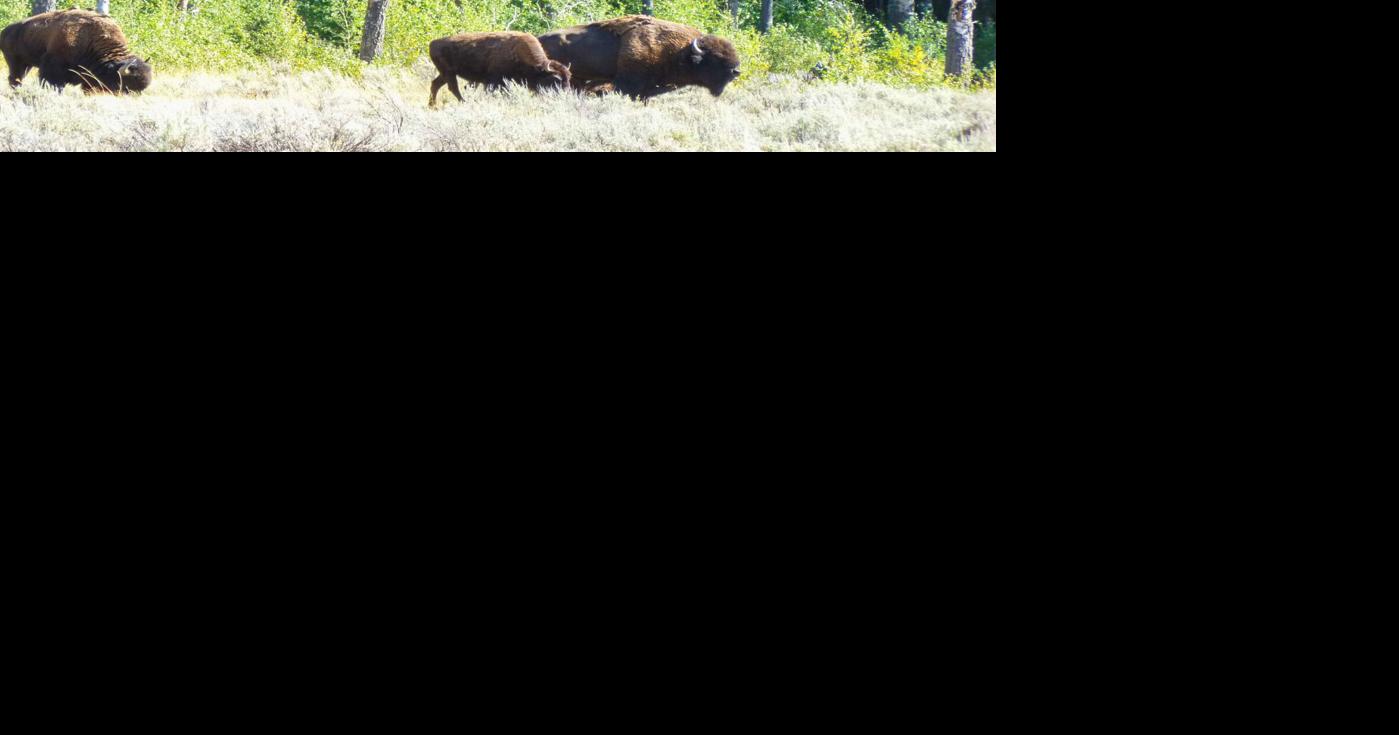 Bison engineer Yellowstone's Lamar Valley trimming aspen