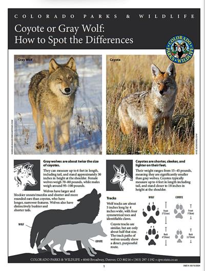 Wolf spotted in northeastern Nevada, first time since 2016