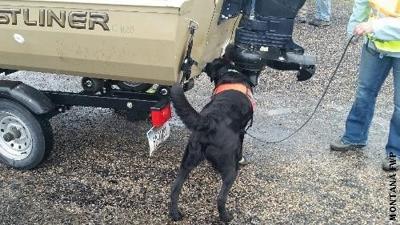 Dogs help FWP detect aquatic invasive species