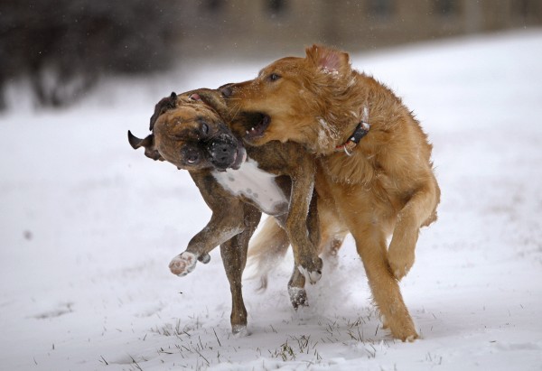 Feature photos: Snow dogs