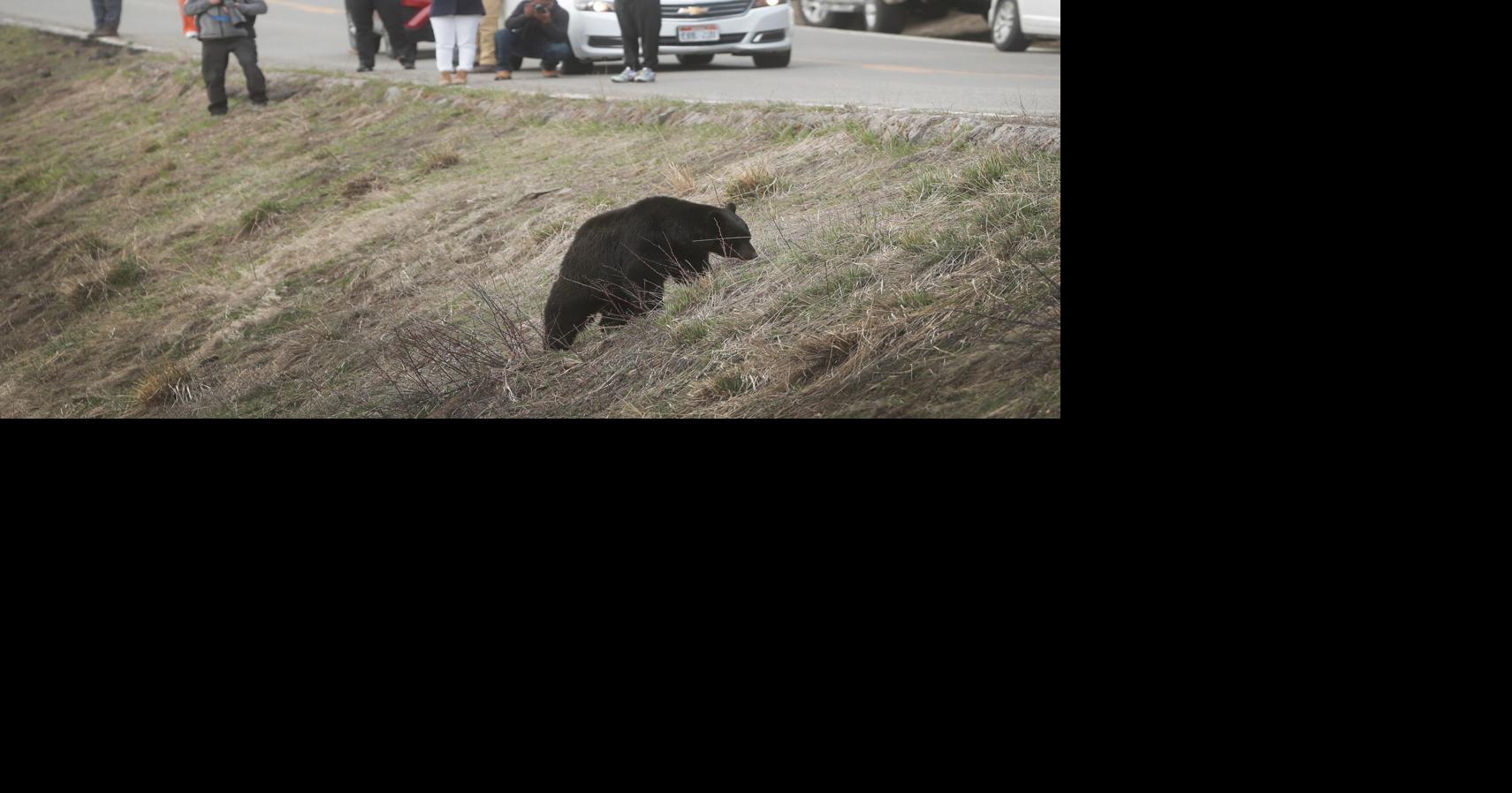 Guest opinion: How do bigger crowds affect Yellowstone flora and fauna?