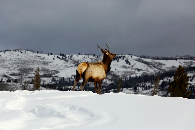 New plan aimed at slowing spread of deadly wildlife disease