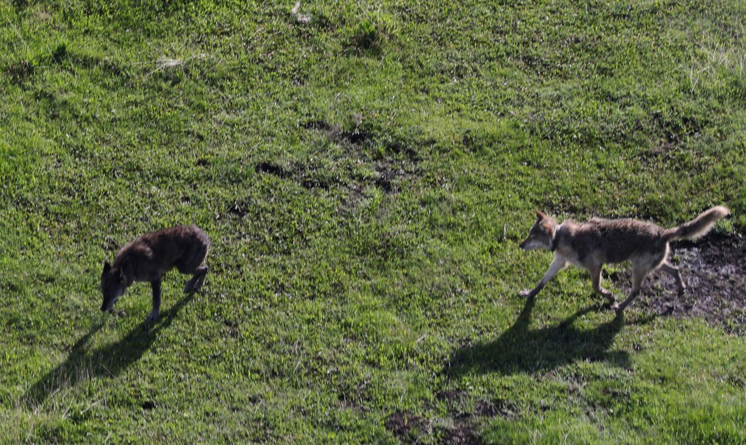 Annual Yellowstone report details 17 wolf deaths in 2024