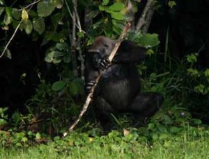 Scientists see wild gorillas using sticks as simple tools
