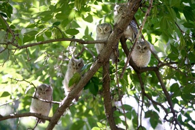 Eastern screech owls roost in Billings yard