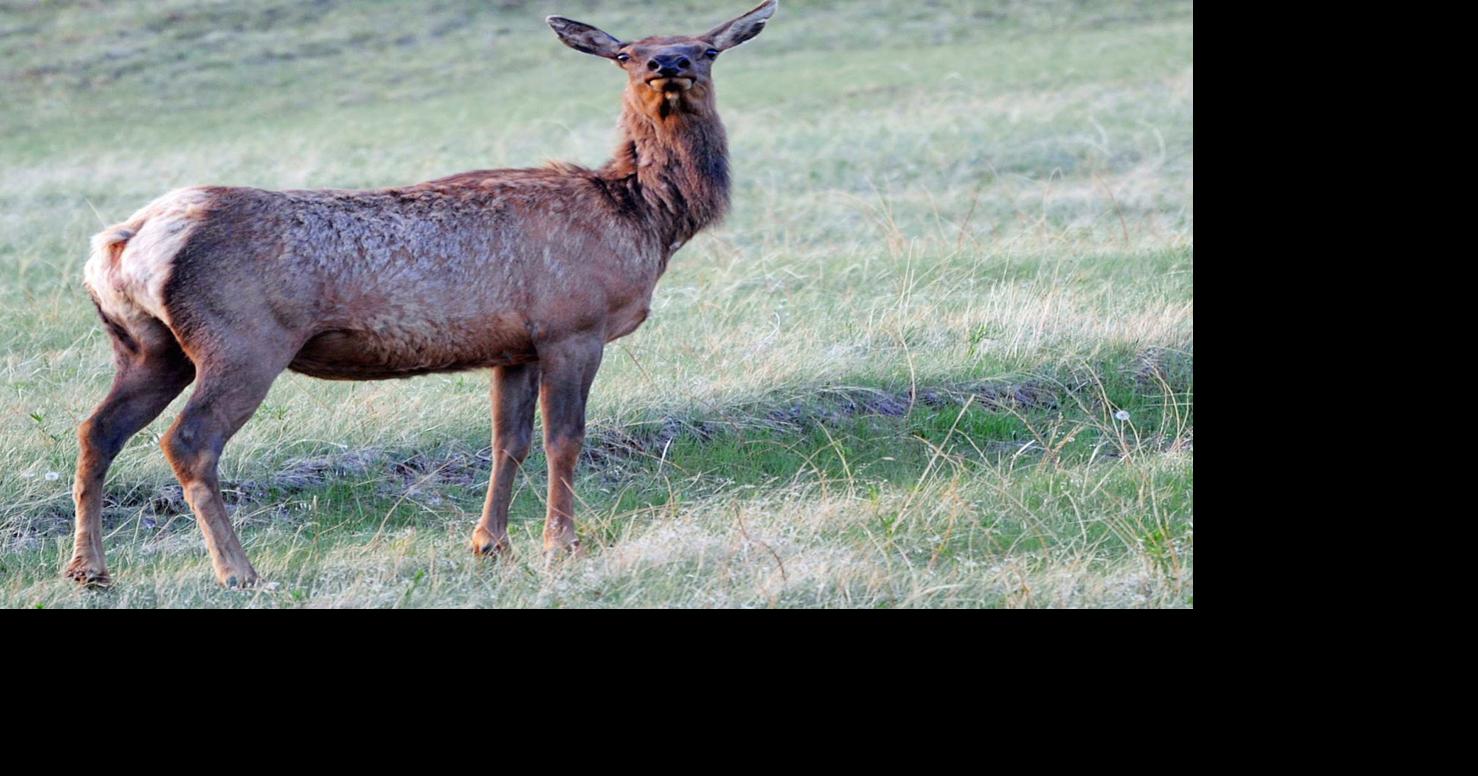Elk shoulder season working where there's access, FWP chief reports