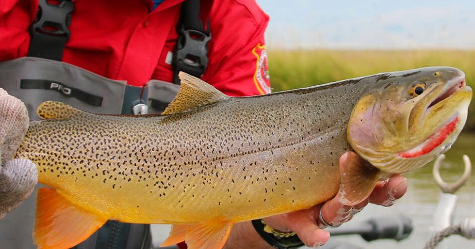 Cutthroat trout with PhDs growing well, big in Wyoming's Flat Creek