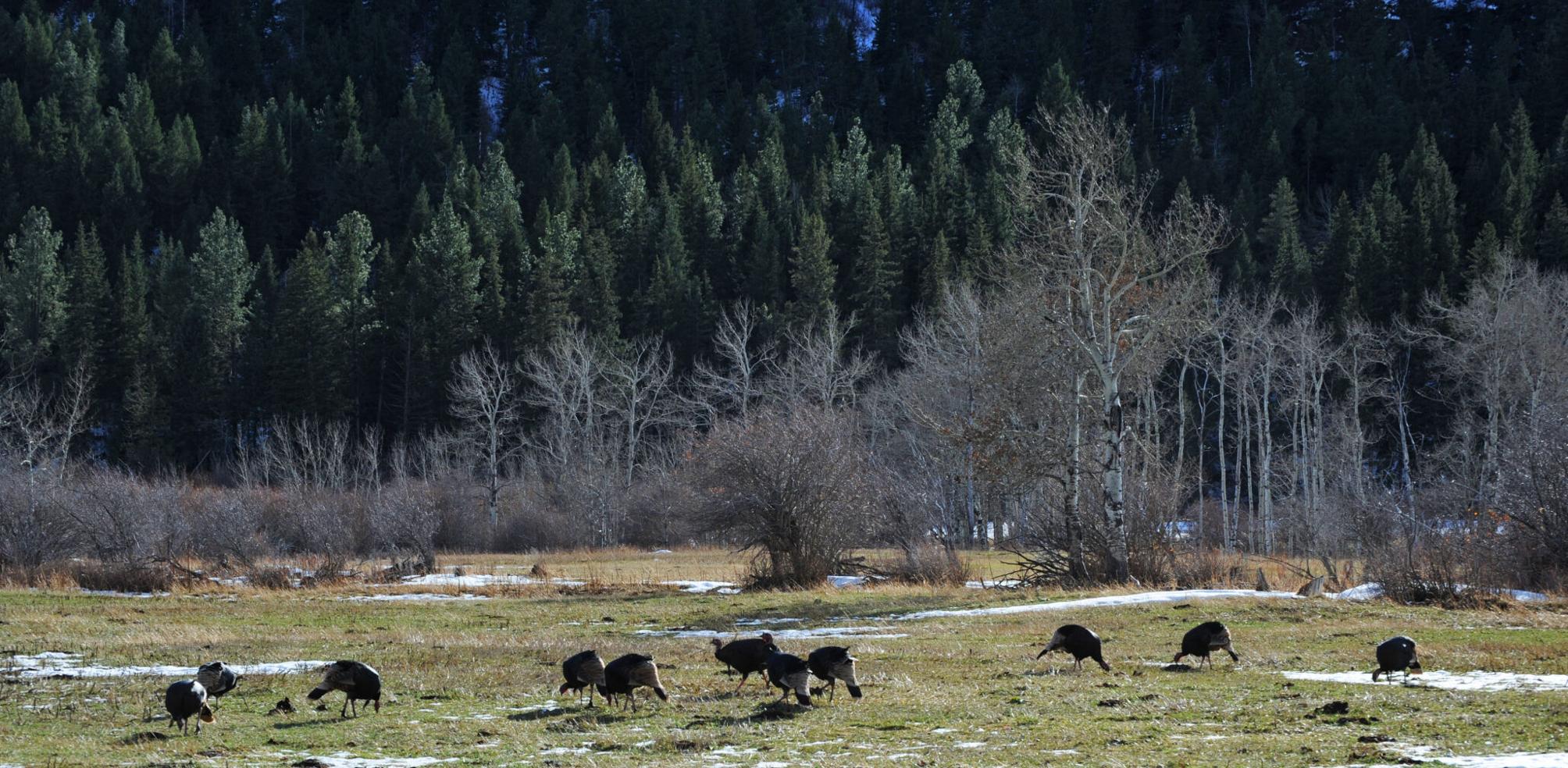Washington state turkeys attracting southern hunters