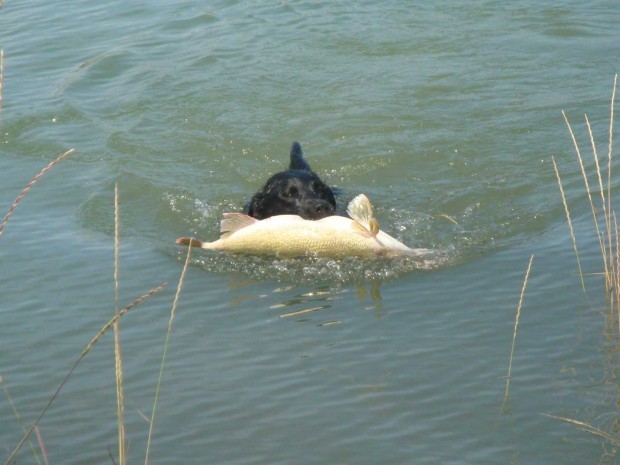 Montana Outdoors: Meet Kate, walleye dog