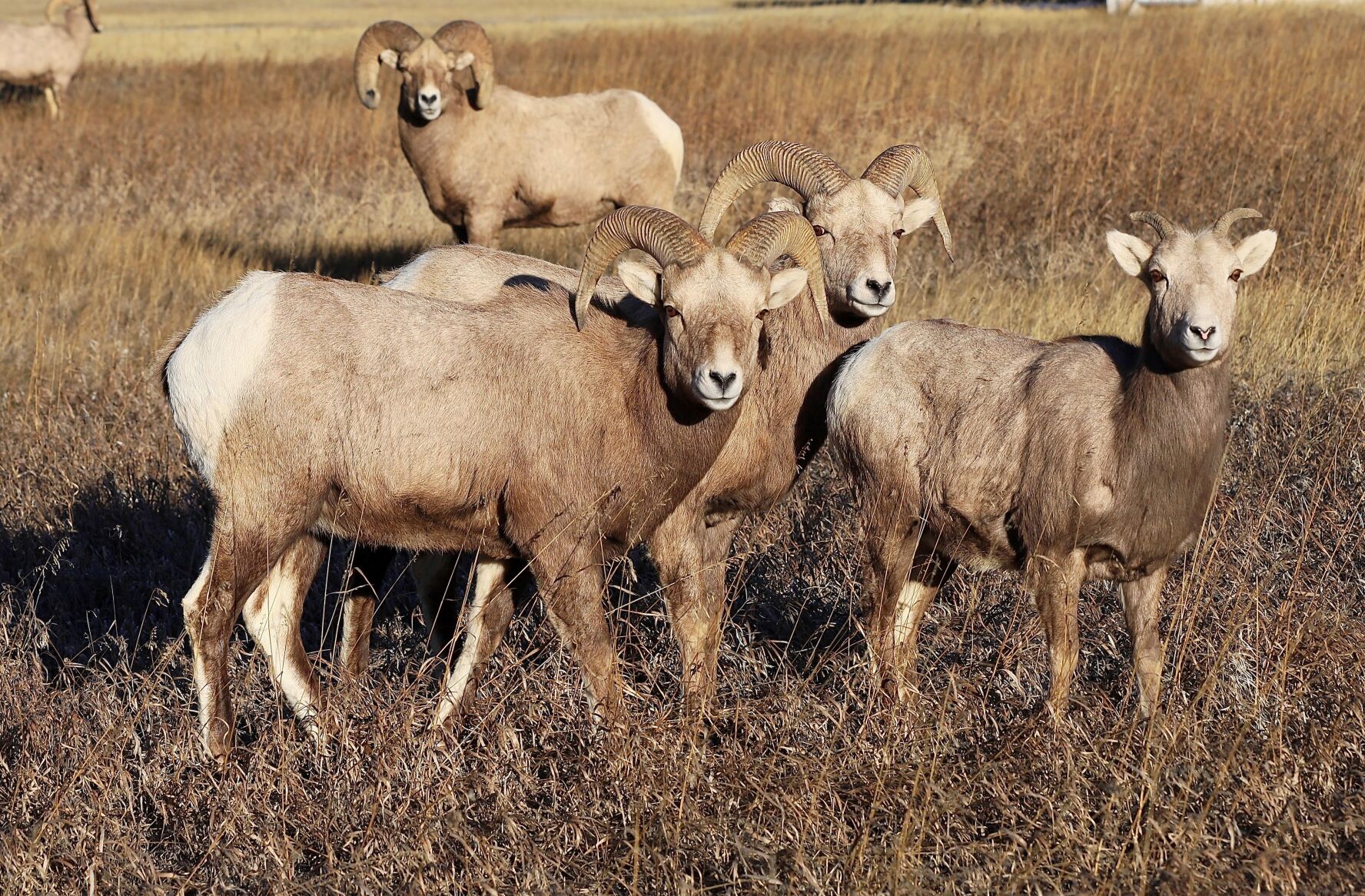Get to know the bighorn sheep | Montana Field Guide
