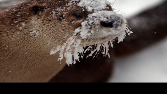 Winter at the zoo | Local News | billingsgazette.com