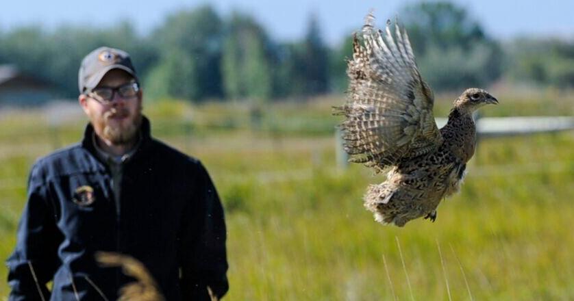 More pheasant releases planned before Saturday season opener