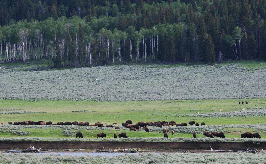 The Yellowstone grazing debate: Is the Northern Range being harmed?