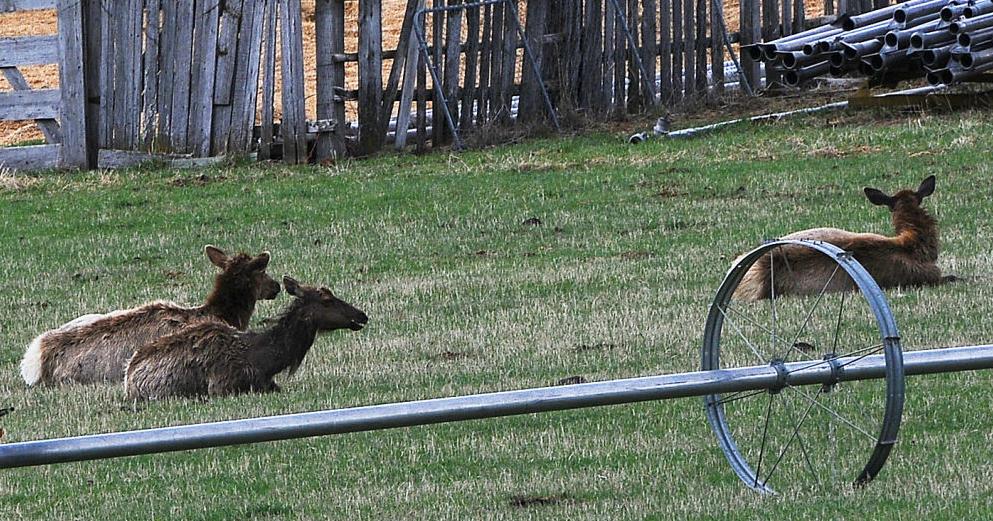 Montana elk damage hunts begin as UPOM lawsuit withers