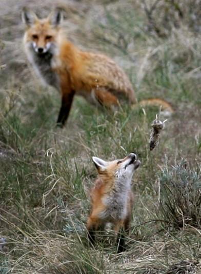Feature photo: Springtime foxes frolic