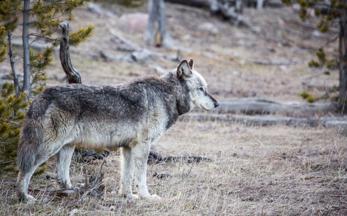 Report: wolf and livestock deaths hit record high in Wyoming