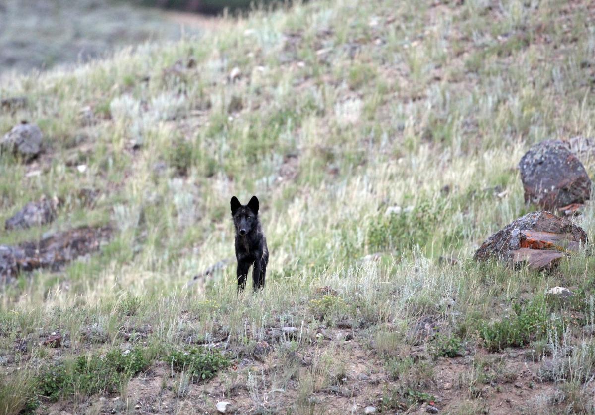 Wildlife advocates see wolves as 'best natural defense' against chronic ...