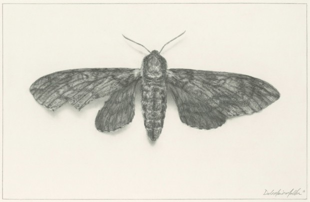 Society of Animal Artists chooses Muller drawing for exhibiton