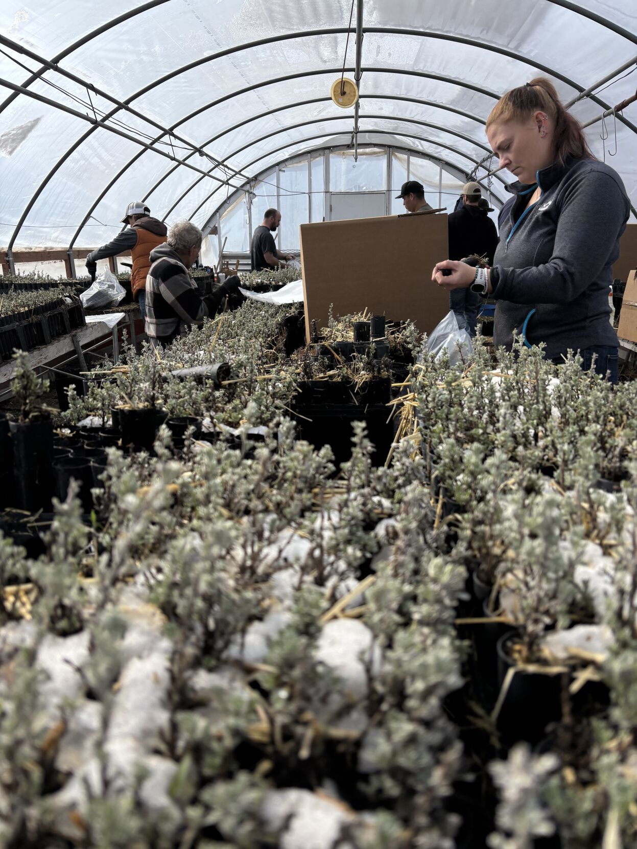 BLM finishes sagebrush seeding following Red Lodge wildfire