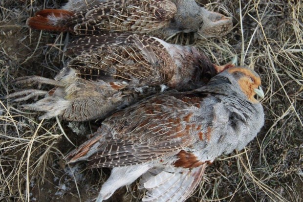 Wyoming outdoors: Still time left for one last hunt