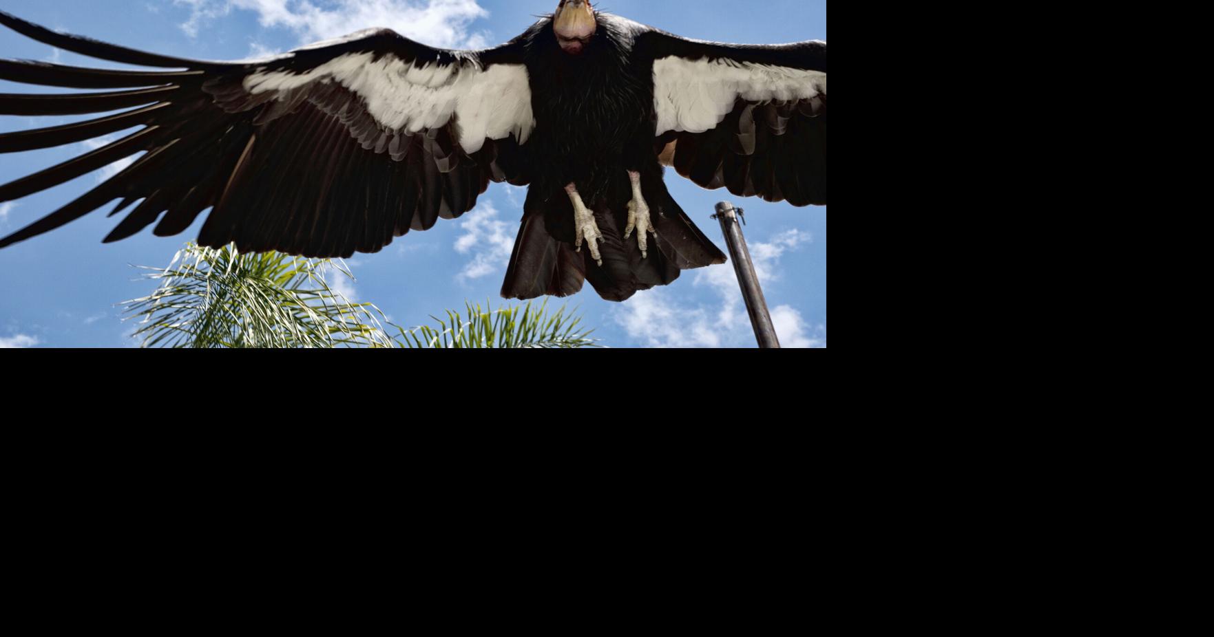 California condor conservation study conducted by MSU prof