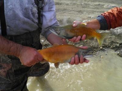 Time to catch spawning kokanee at Deadman's