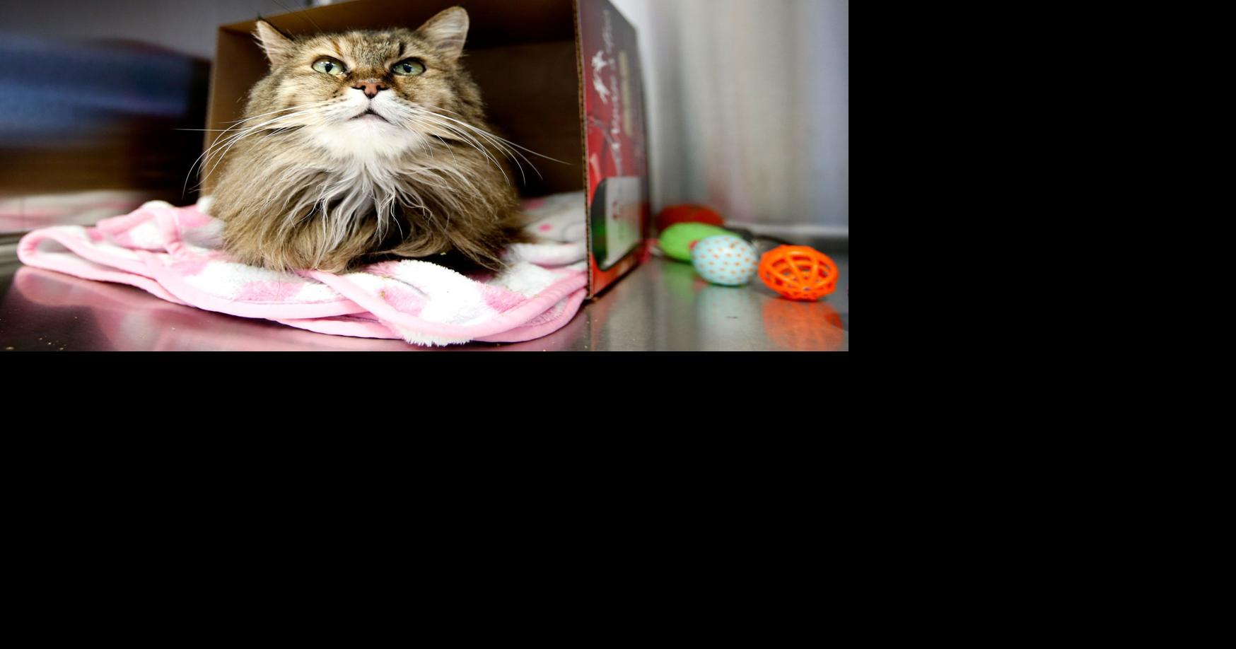 Law enforcement struggle to help cat hoarders as recent cases strain ...