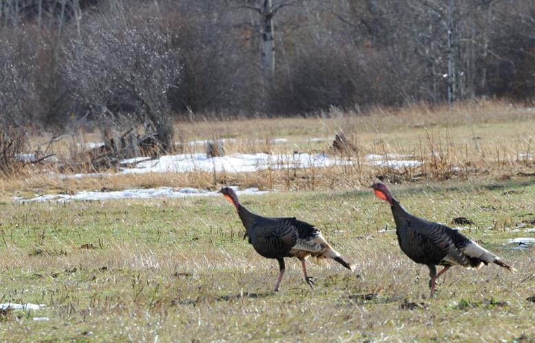 Washington state turkeys attracting southern hunters