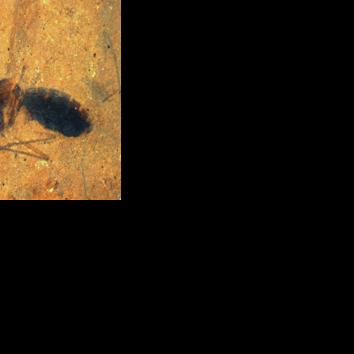 Bozeman talk focuses on fossilized proteins, DNA, viruses