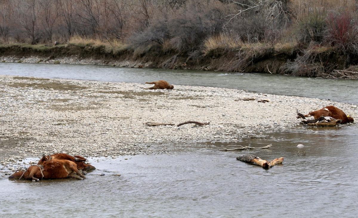 Dead cows spotted in Yellowstone River, but no one seems to know who ...