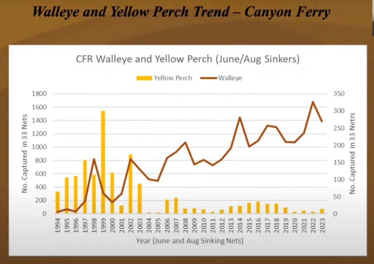 Missouri River walleye population climbs above Canyon Ferry