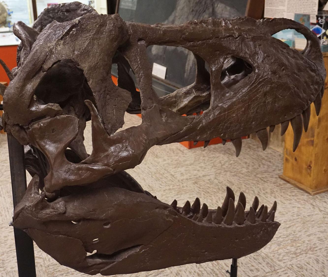 There’s dinosaurs in them there hills: Prehistoric lizards and ...