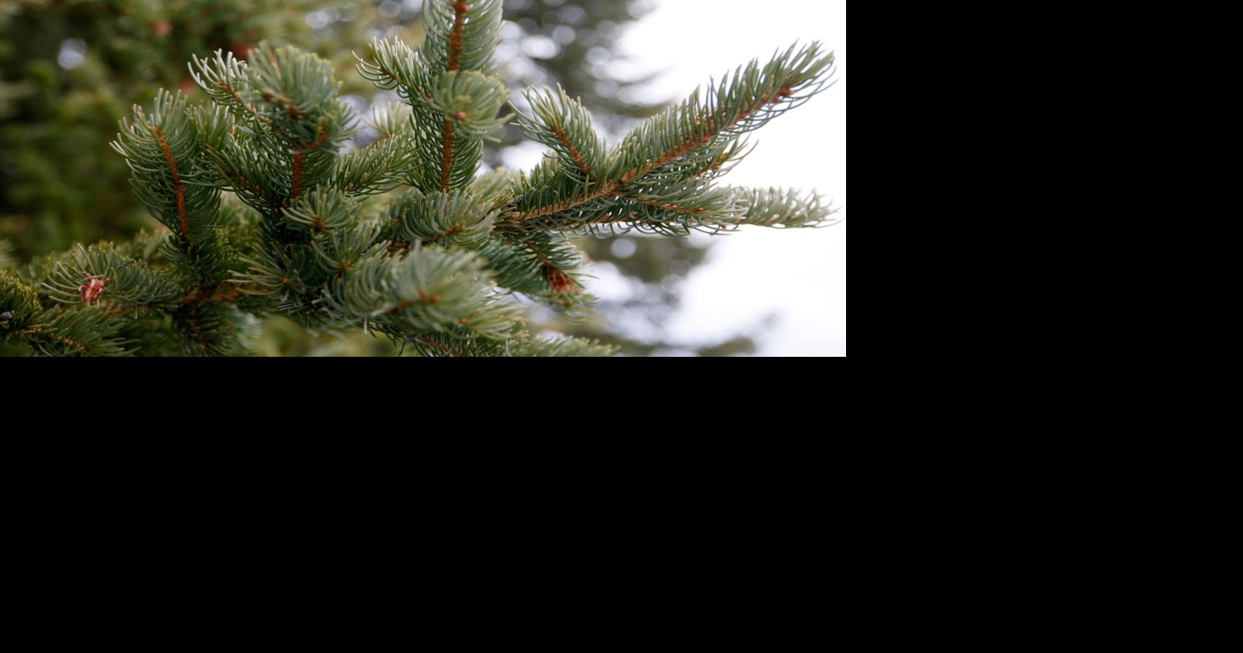 Types of trees found in the Custer Gallatin National Forest