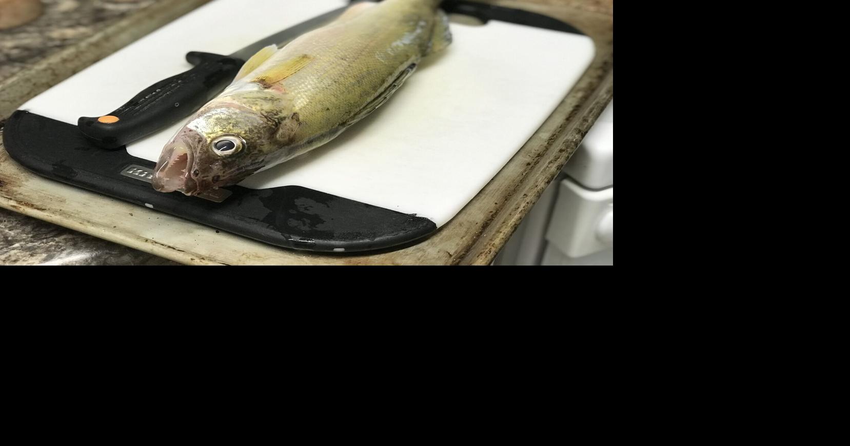 Missouri River walleye population climbs above Canyon Ferry