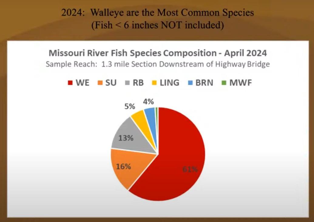Missouri River walleye population climbs above Canyon Ferry