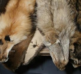 Fur trapping as recreation