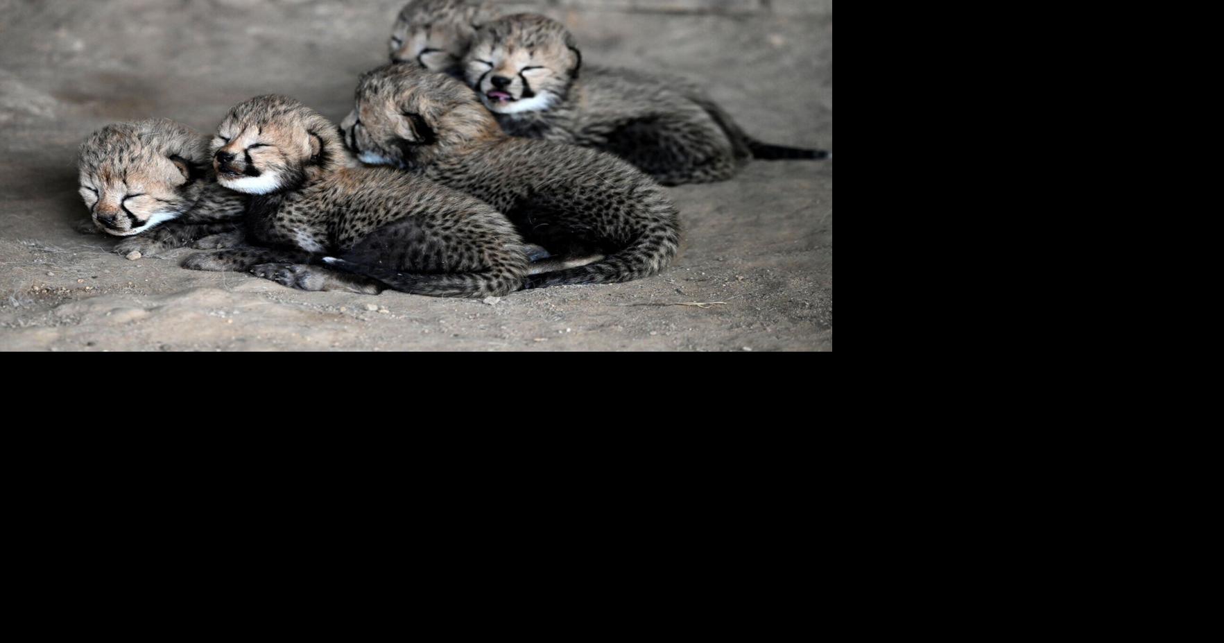 19 'playful' cheetah cubs born at Virginia zoo