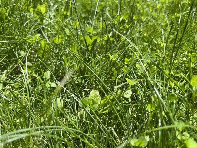 Dakota Gardener: A bee lawn in progress