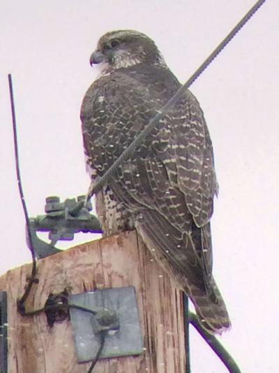 Tracking rare falcon turns productive | Outdoors | bismarcktribune.com