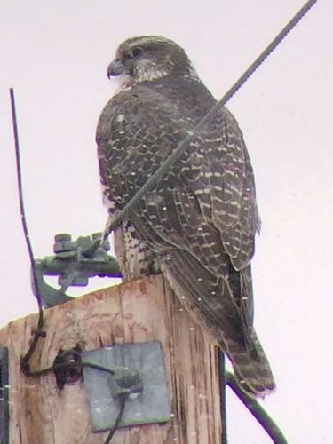 Tracking rare falcon turns productive