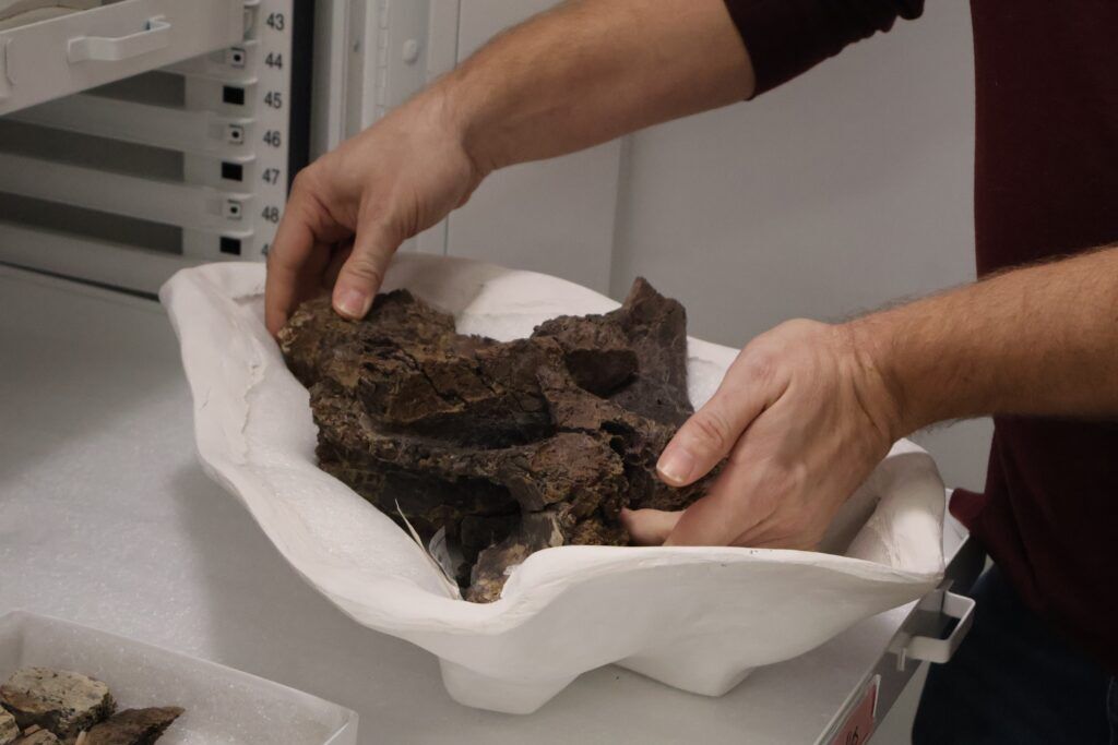 Partial T. rex skeleton found in southwest North Dakota