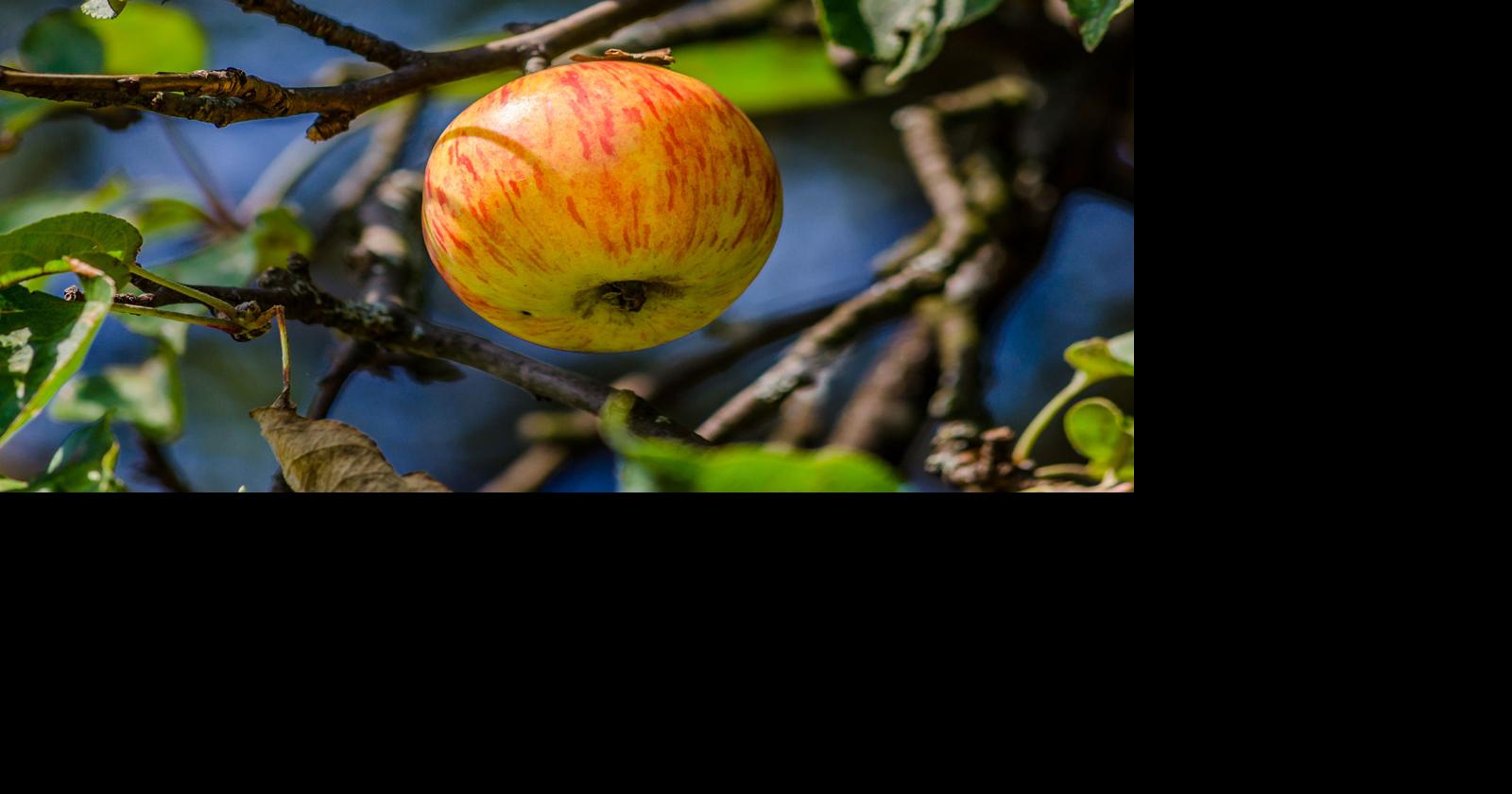 Dakota Gardener: Apple tree identification