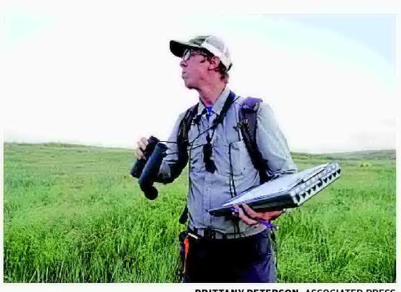 Grassland birds in peril