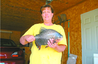 Woman finds "weird" fish caught in lake is piranha cousin