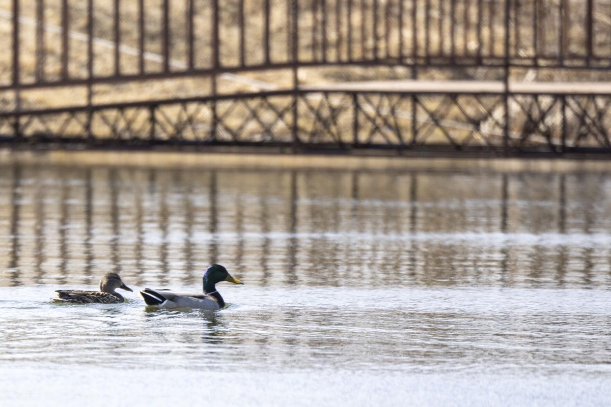 Breeding duck numbers decline in North Dakota