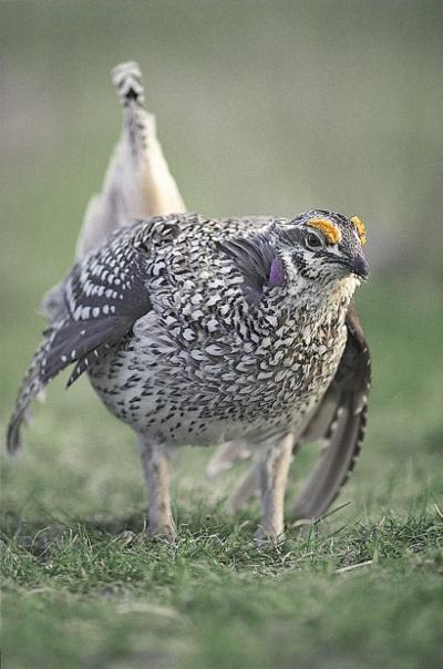 Bird courtship behaviors a sure sign of spring