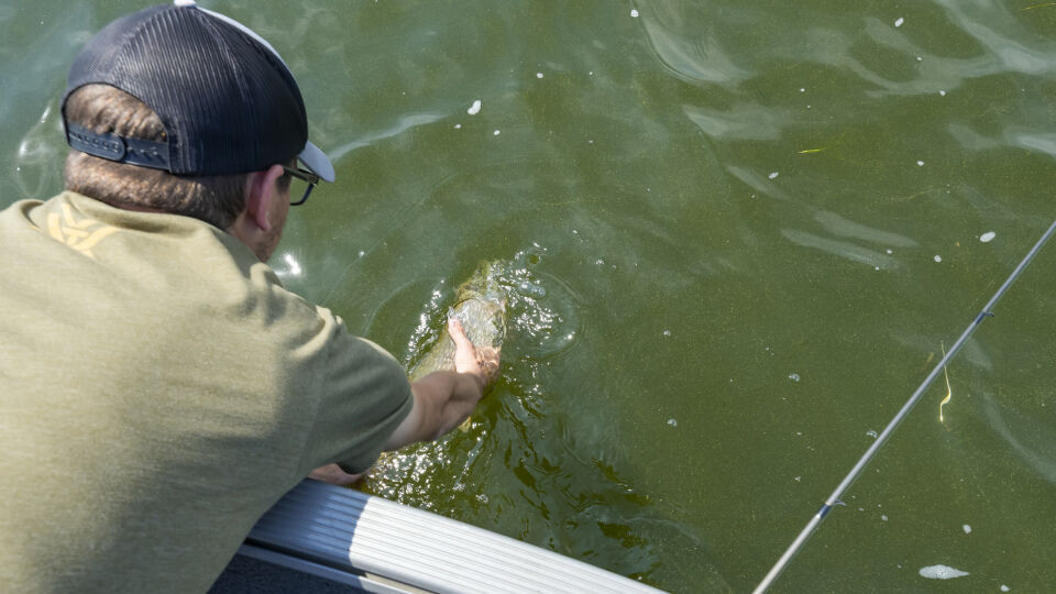 Biologist Doug Leier's weekly Game and Fish outdoors column