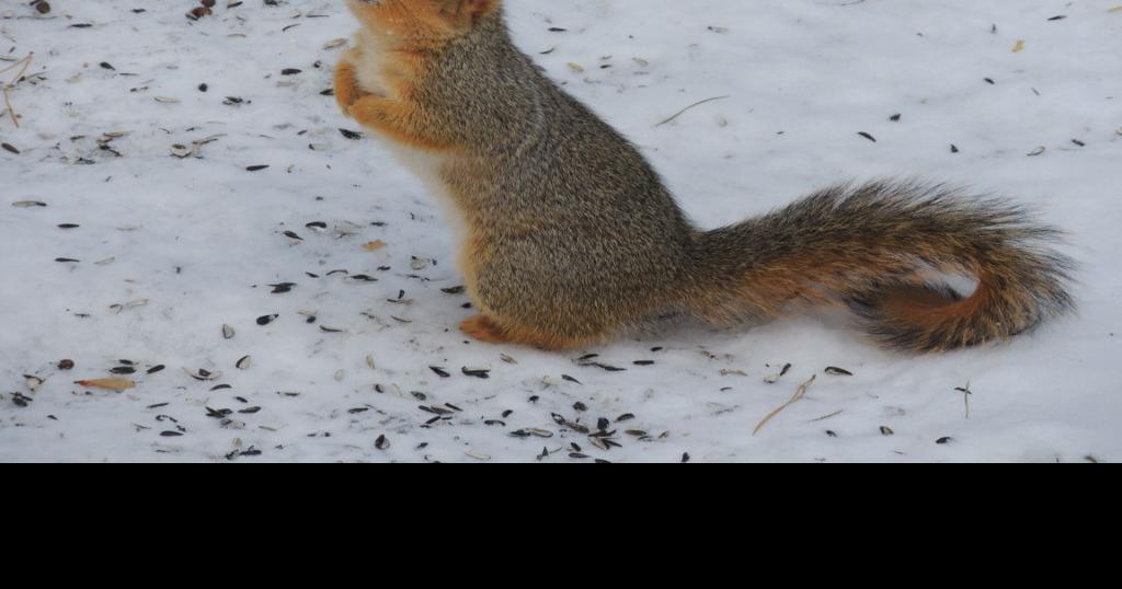 Begging Squirrel