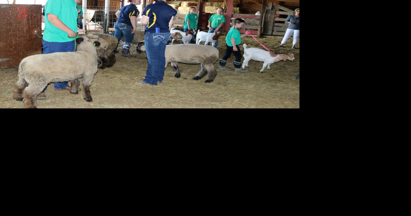 Learning livestock: Special barn gives town kids the chance to raise ...